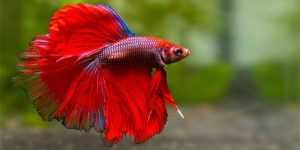 Betta splendens, pesce combattente