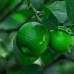 Cocciniglia del limone - Idee Green