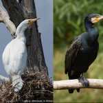 Cormorano: dove vive e caratteristiche - Idee Green