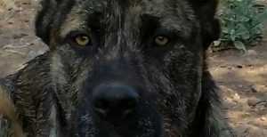 Dogo sardo: carattere e prezzo