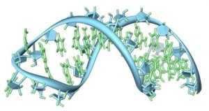 Ribosomi: cosa sono e quale funzione hanno