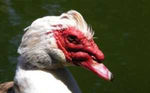 Anatra muta: descrizione, habitat e allevamento