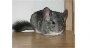 Cincillà: costo, caratteristiche e informazioni utili per allevarlo ...