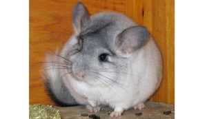 Cincillà: costo, caratteristiche e informazioni utili per allevarlo ...