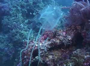 Cubomedusa nell'Adriatico: come riconoscerla e cosa fare contro la ...