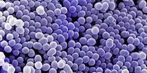 Stafilococco: cos'è, sintomi e rimedi