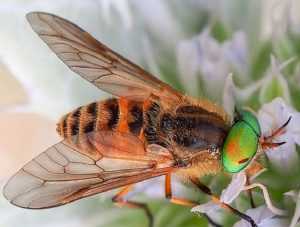Tafani: come allontanarli, puntura e rimedi