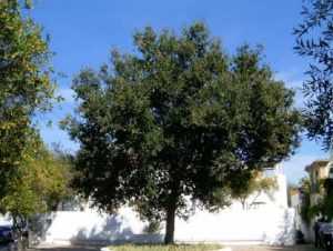 Leccio: albero e foglie - Idee Green