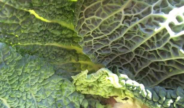 Verza: ricette e proprietà