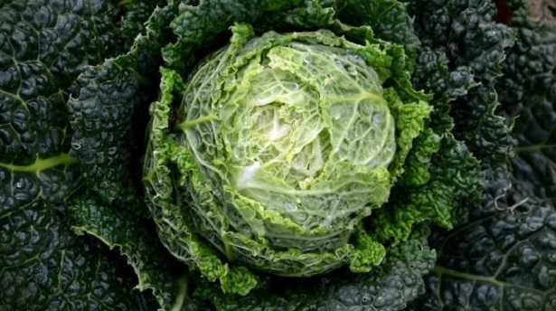 Verza: ricette e proprietà