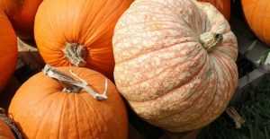 Verdure invernali: elenco completo - Idee Green