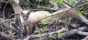 Faina: dimensioni e caratteristiche