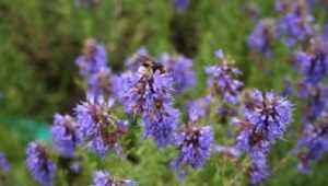 Issopo: caratteristiche e proprietà aromatiche