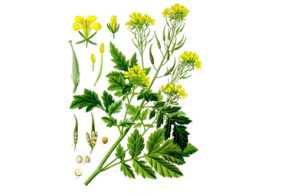 Senape: pianta e sua coltivazione