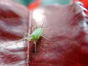 Rimedi per eliminare gli afidi delle rose