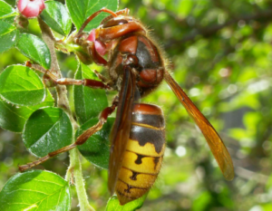 Calabrone: varietà, nido, trappole ed insetticida