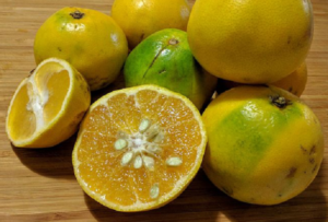 Mapo o Tangelo: frutto, proprietà e calorie