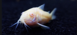 Pesce gatto: caratteristiche e ricette - Idee Green