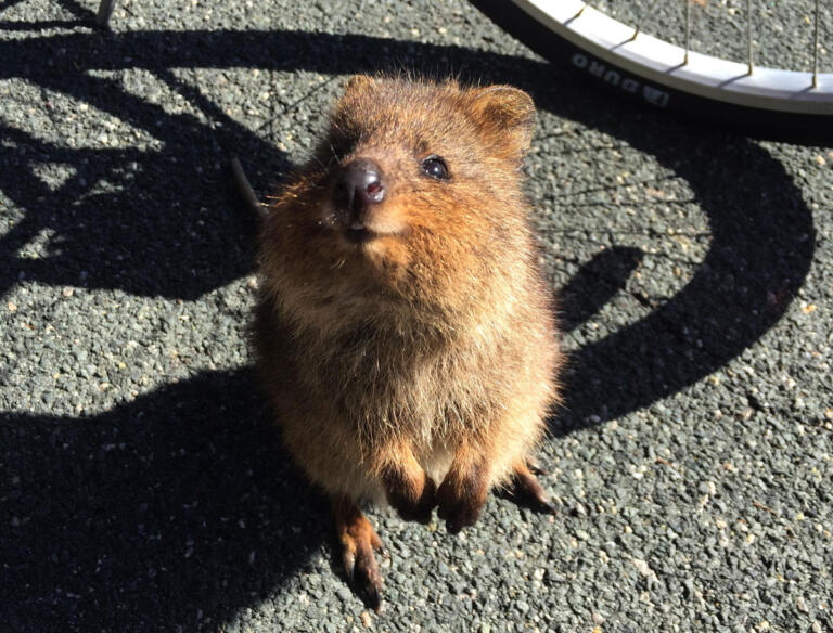 Quokka: caratteristiche, habitat, curiosità e cuccioli