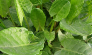 Erba Brusca: pianta officinale