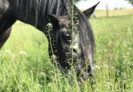 Cavallo Andaluso: caratteristiche e allevamento - Idee Green