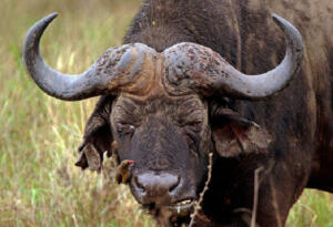 Animali con le corna