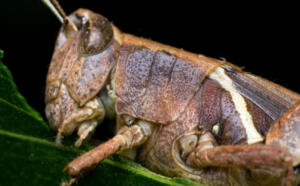 Cavalletta gigante, la locusta