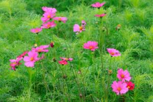 Cosmea coltivazione: come farla?