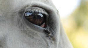 Occhio del cavallo: caratteristiche e curiosità