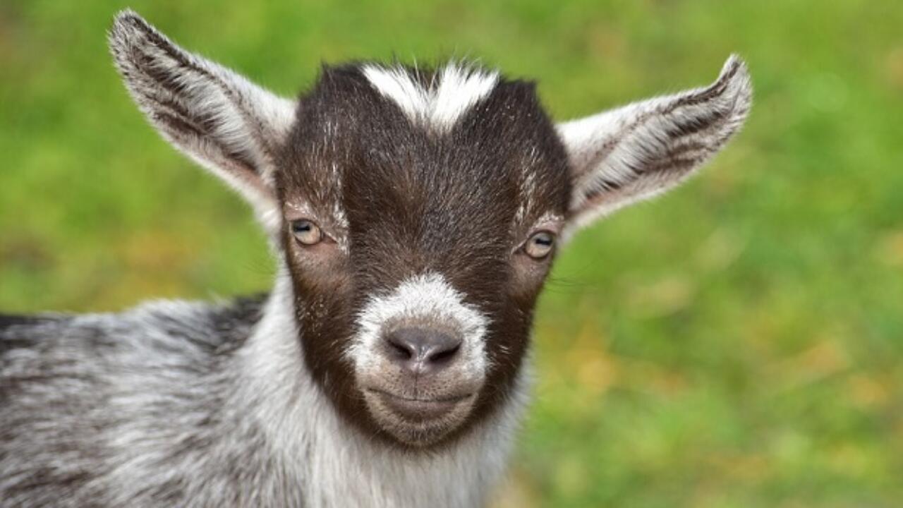 Capra Pigmea In Bianco E Nero