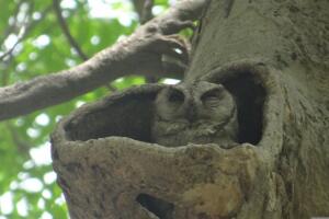 Assiolo: caratteristiche e habitat