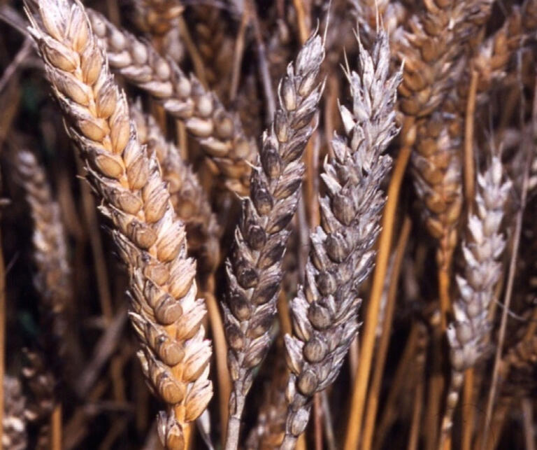 Cosa è la volpatura del grano e come prevenirla - Idee Green