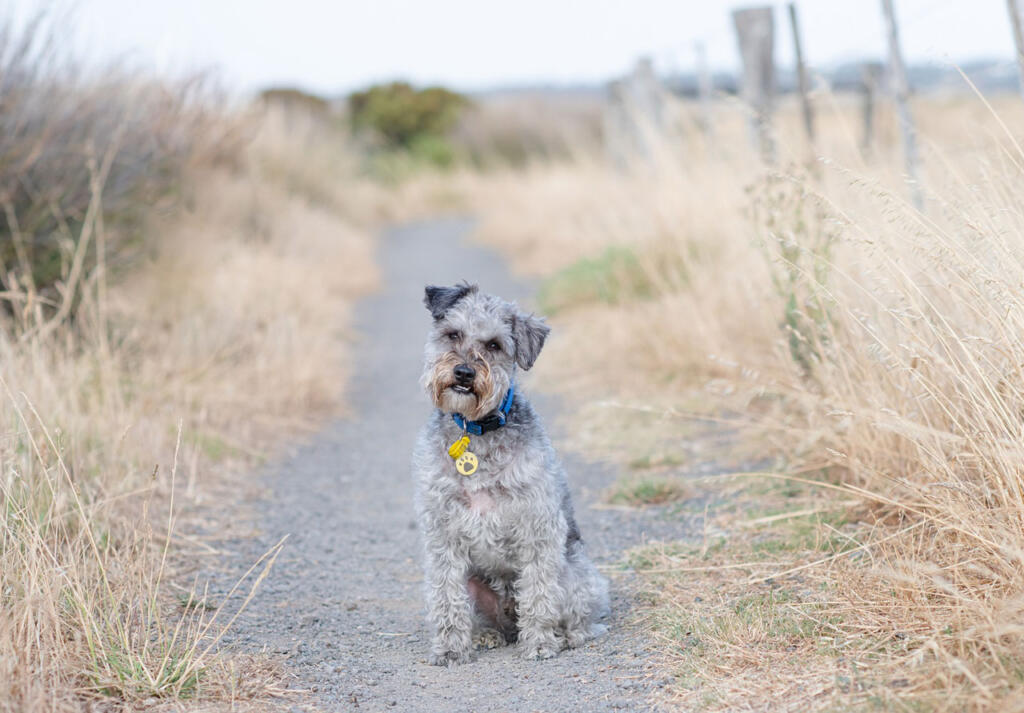 Schnoodle: caratteristiche e carattere - Idee Green