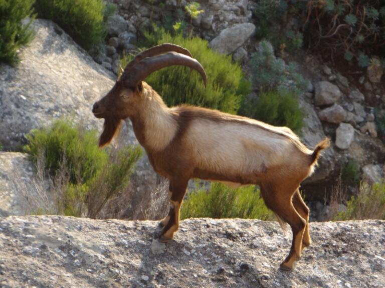 Capre selvatiche: caratteristiche e habitat – NaturaPerTe