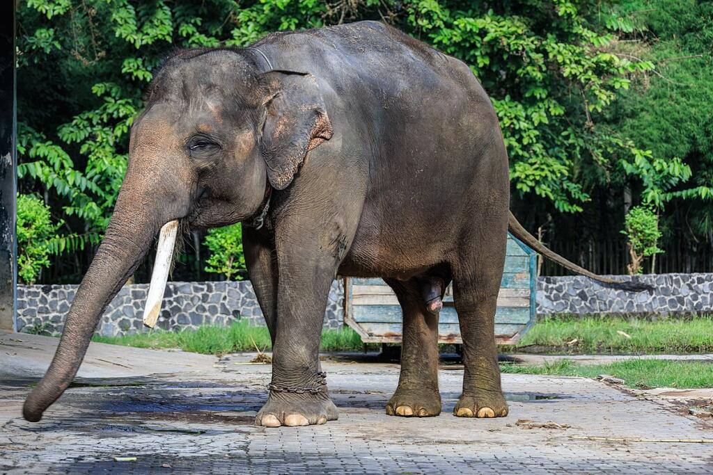 Elefante di Sumatra: caratteristiche e habitat - Idee Green