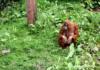 Orango di Sumatra: caratteristiche e habitat