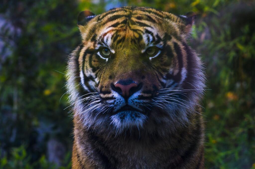 Tigre di Sumatra: caratteristiche e habitat